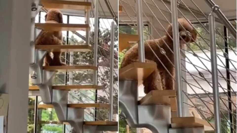 Witness This Owner's Reaction To Seeing His Dog Sitting Like A Human