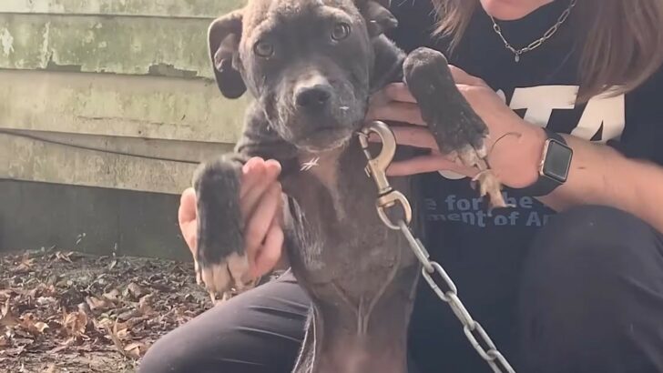Puppy Who Was Chained 24/7 Finally Gets A New Chance When A Rescuer ...