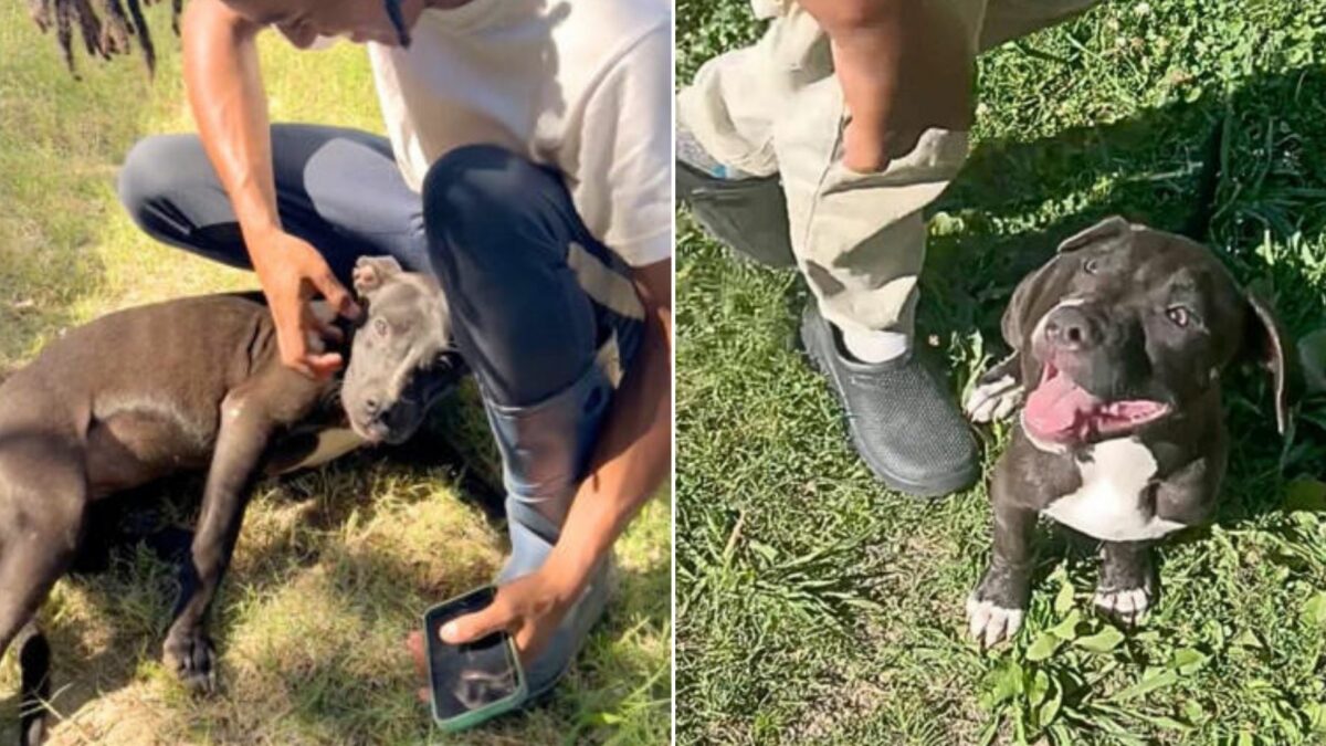 Friendly Pittie Followed This Little Girl In Hopes Of Getting Adopted ...