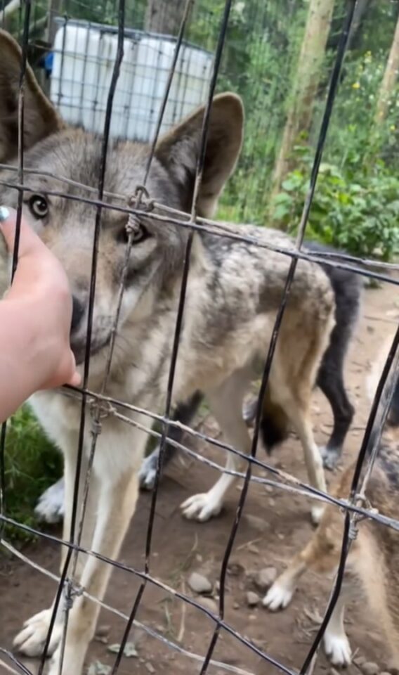 Fearful Wolf Dog Reunites With His Long-Lost Brother And Undergoes ...