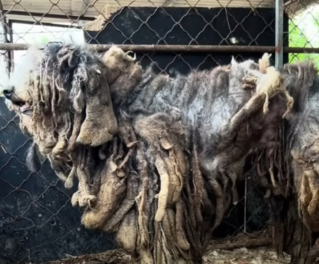 Rescuers Stunned By How Amazing This Pup Looks After Getting Rid Of 11 ...