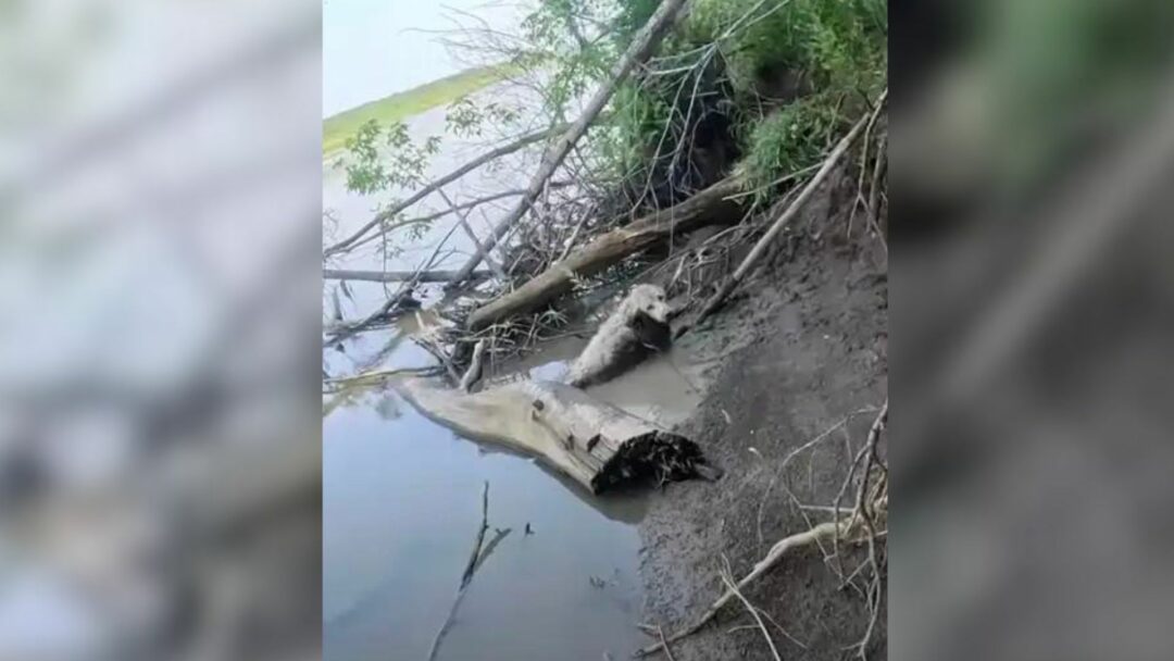 Man Heard A Weird Noise Coming From The Mud And Was Then Shocked By A ...