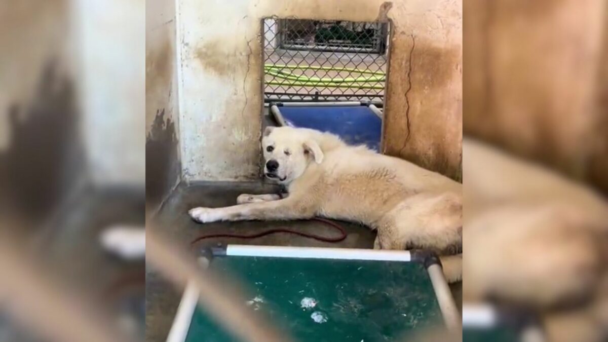 Dog With One Eye Continues To Suffer In The Shelter Heat In Unbearable ...