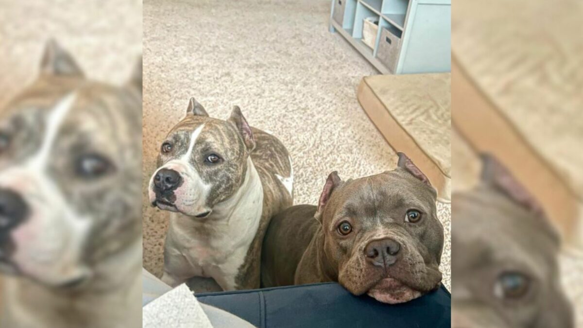 Rescue Dogs Find Comfort In Each Other After Their Rough Past, Now They ...