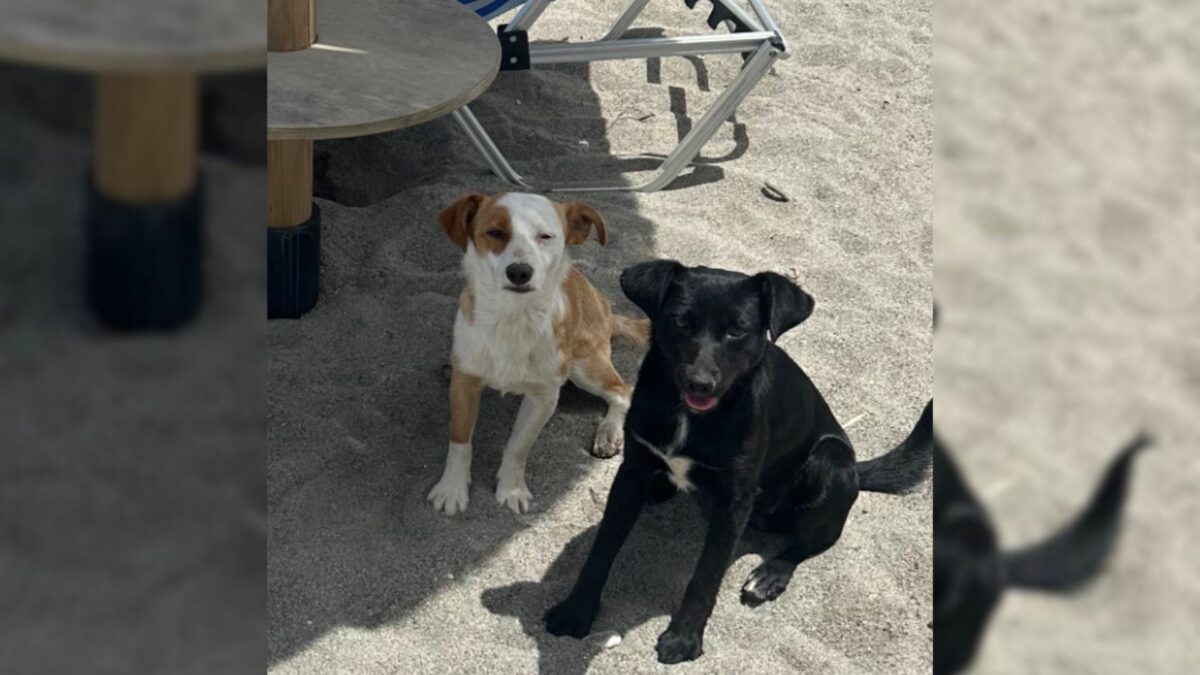 This Woman’s Trip Took A Sudden Turn When She Came Across 2 Adorable ...
