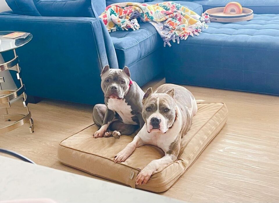 Rescue Dogs Find Comfort In Each Other After Their Rough Past, Now They ...