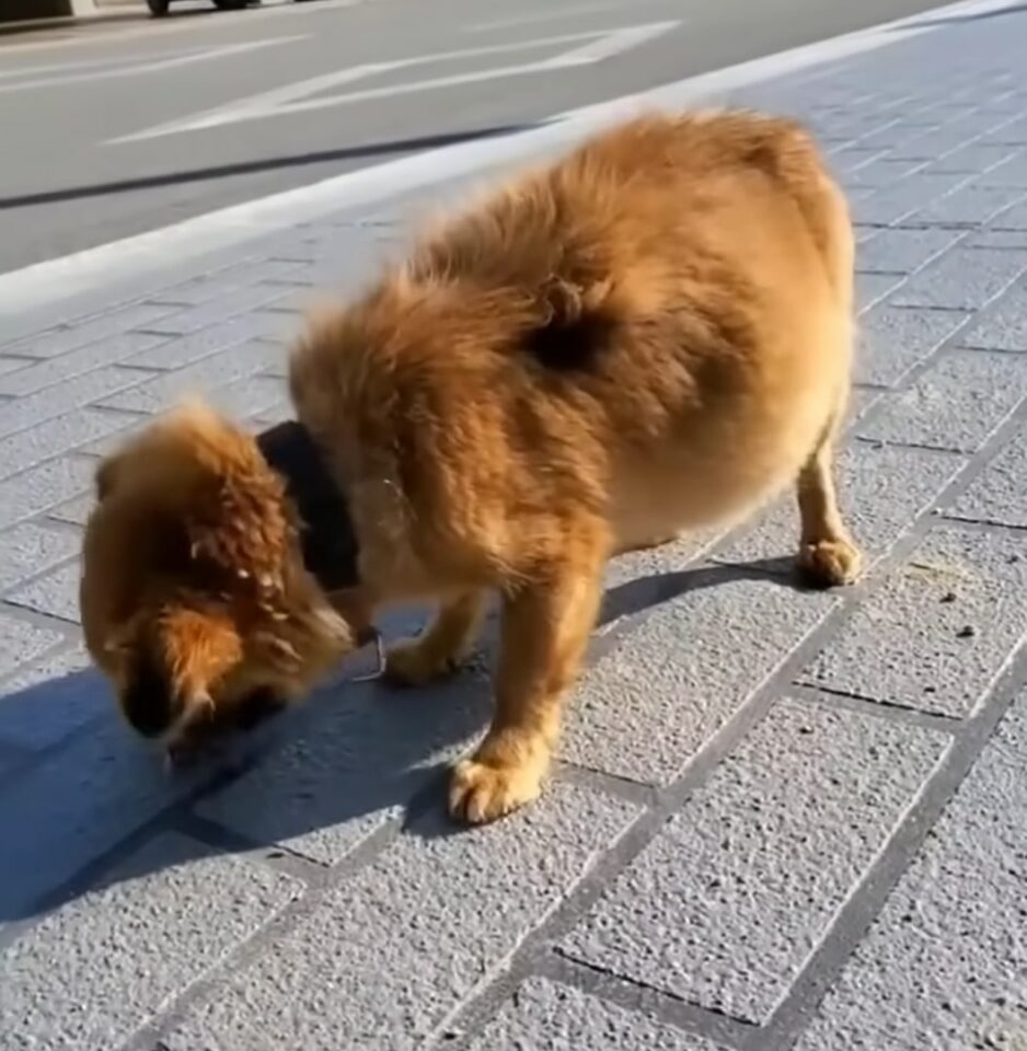 Woman Was Stunned After She Saw A Dog With Big Belly Chase The Owner's ...