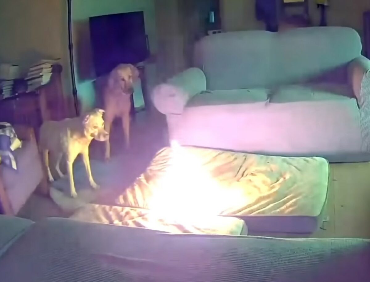 The Moment A Dog Starts House Fire After Chewing Phone Charger ...