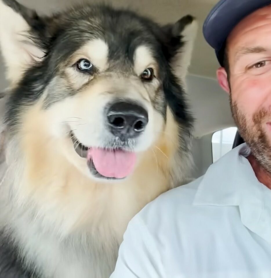 Rescuer Went To Save 5 Dogs From An Overcrowded Shelter But Ended Up With 6