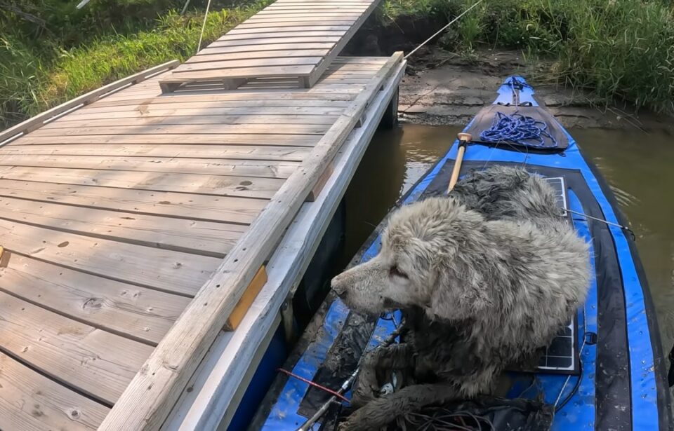 Man Heard A Weird Noise Coming From The Mud And Was Then Shocked By A ...