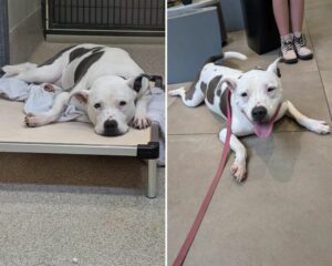 Senior Shelter Dog Completely Transformed After Realizing She's Going Home