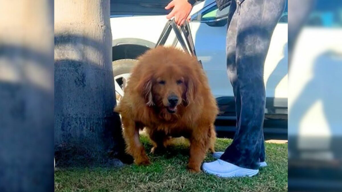 Student Helps 125-Pound Immobile Golden Retriever Find Joy While Losing ...