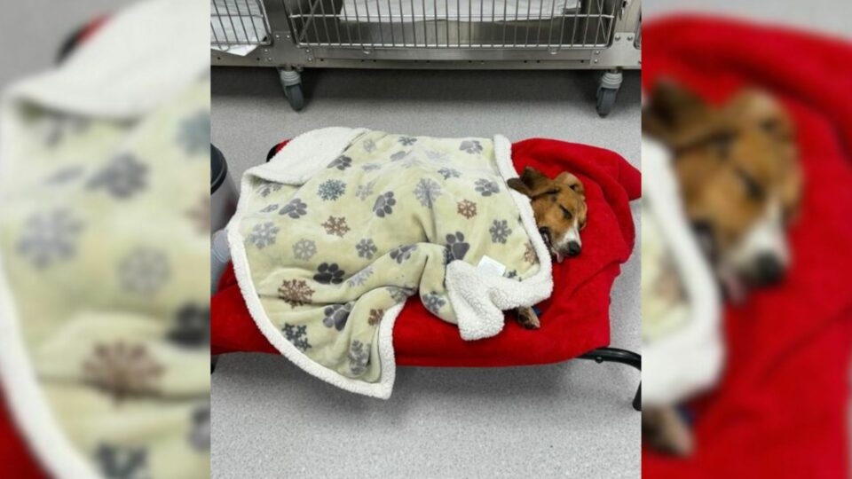 Rescuers From Virginia Saw A Dog With A Serious Injury On The Street ...