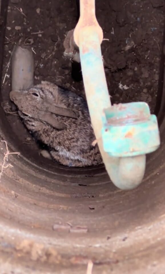 New York Rescuer Shocked To Discover Mysterious Animal Stuck In Well ...