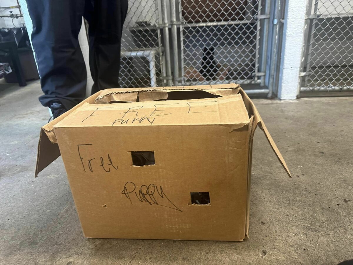 Pennsylvania Woman Was Heartbroken After Learning Someone Left A Furry ...