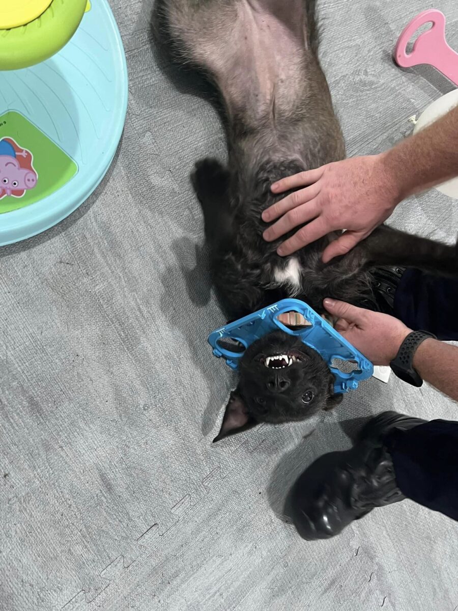 Firefighters From Virginia Perform Heroic Rescue Of Dog Stuck In Child ...