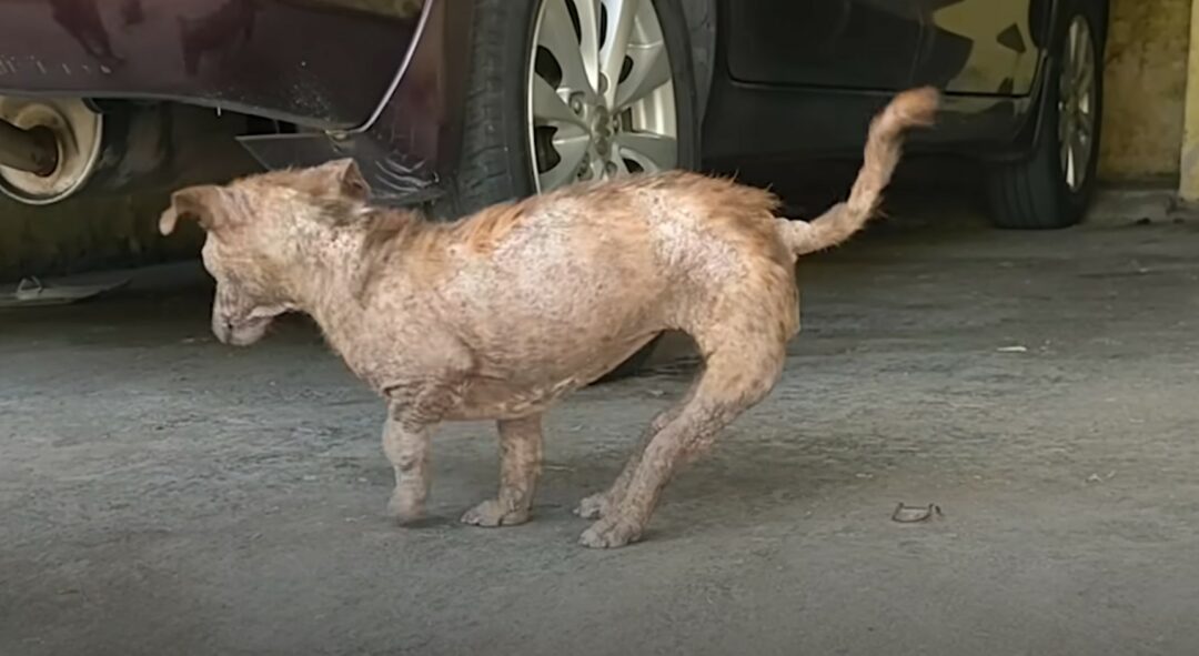 Pup Born With 'Backwards Legs' Struggled A Lot Until She Met Her ...