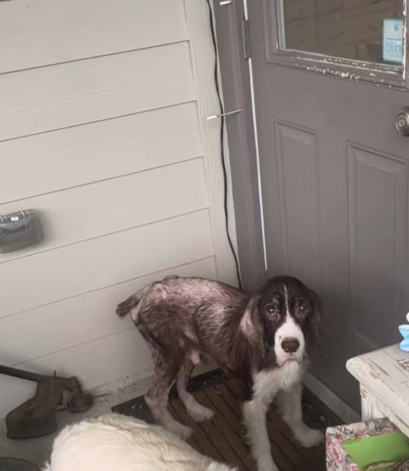 Bald And Skinny Dog Barely Survives After Being In A Puppy Mill, Now He ...