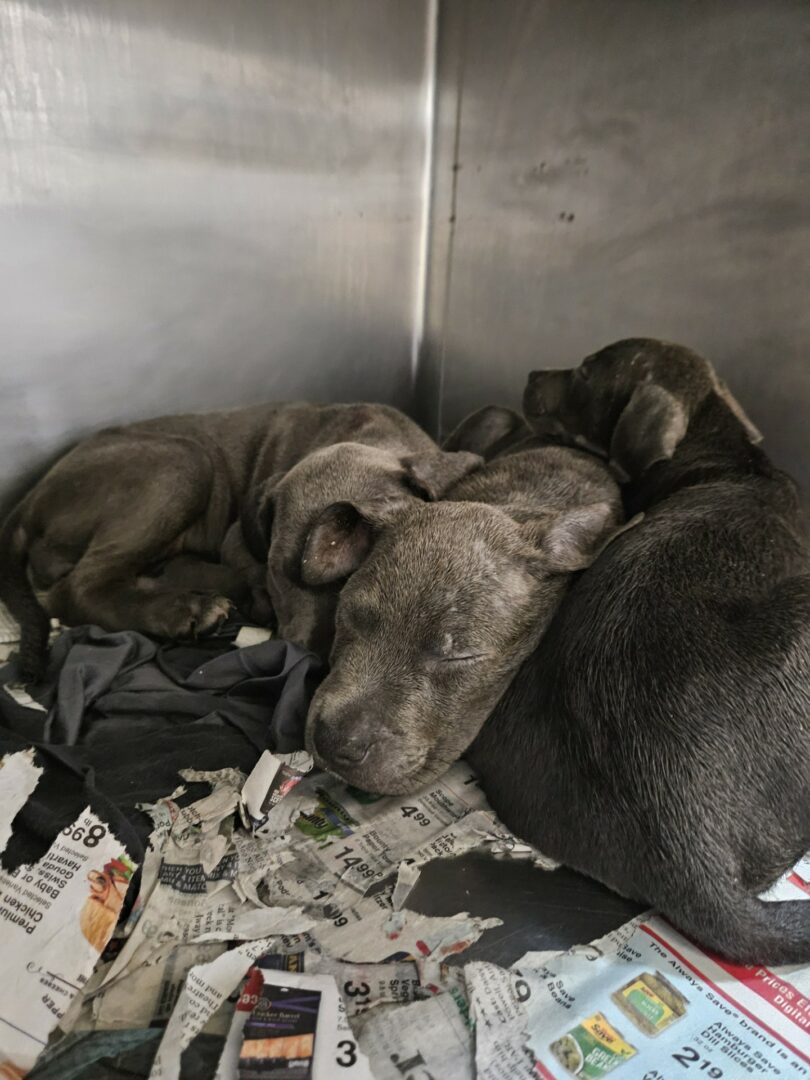 A Good Samaritan Couldn't Turn A Blind Eye When He Found 11 Abandoned ...