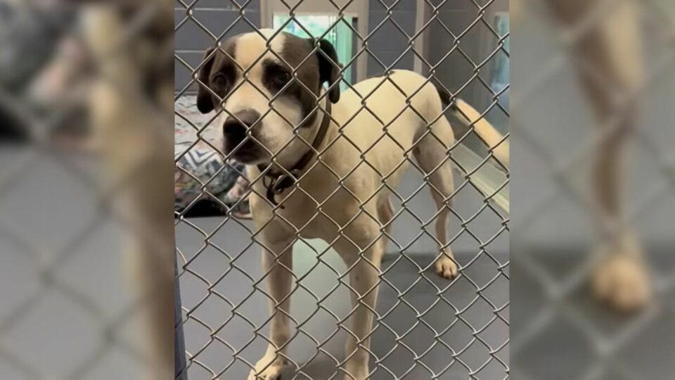Adorable Shelter Dog Who Struggled To Find A Home For Months Finally ...