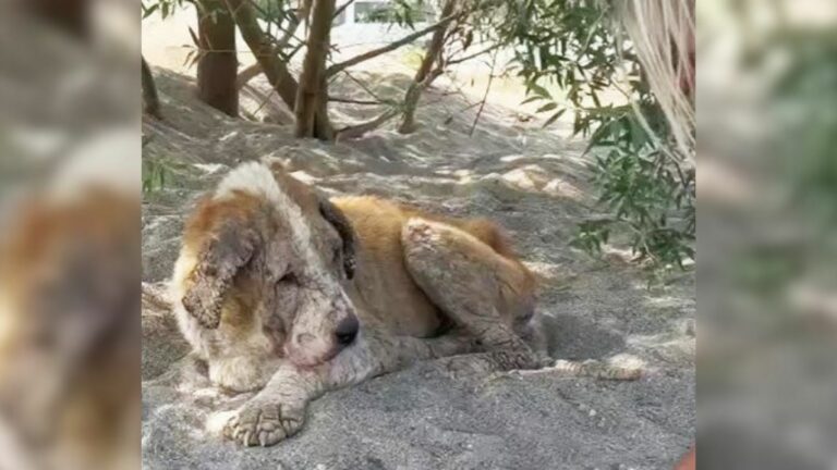 Neglected 15-Year-Old Dog Couldn’t Stop Crying After Her Heartless ...