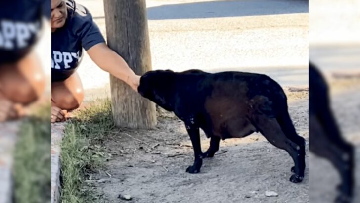 Rescuers Had No Idea This Adorable Pregnant Pittie Would Change Their ...