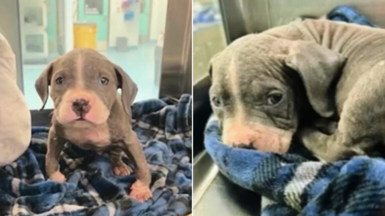 This Puppy Coping With Deformity Sheds Light On The Fatal Repercussions ...