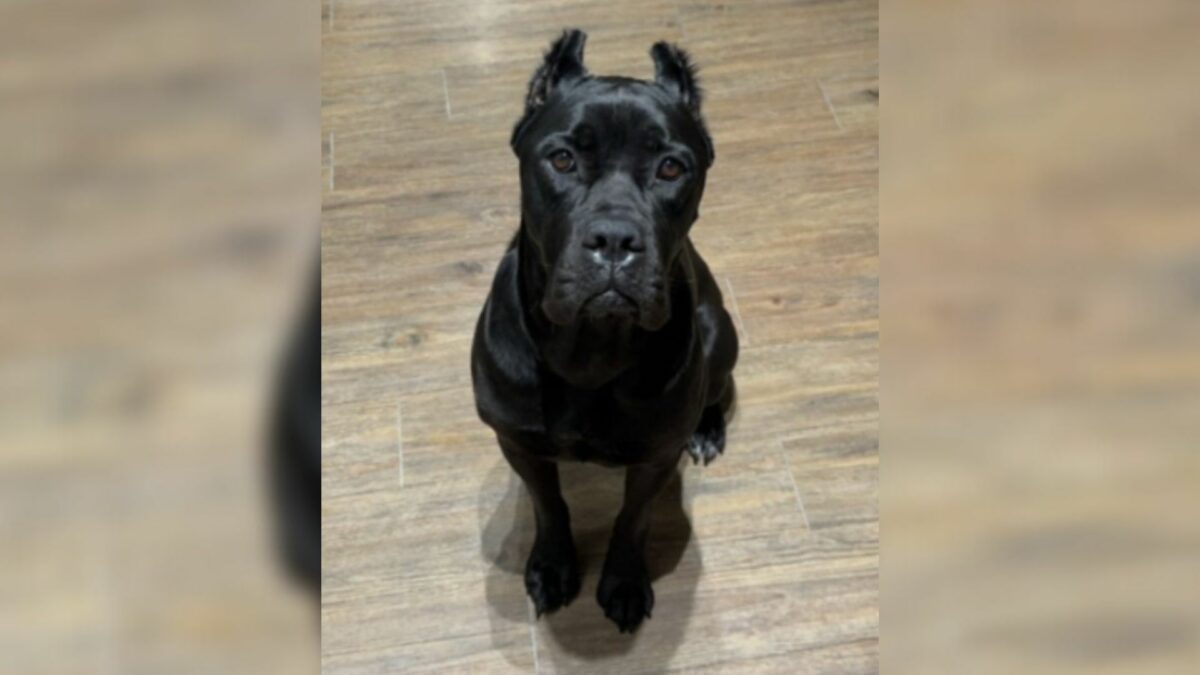 Texas Woman Can't Contain Shock After Breeder's Response To Photo ...