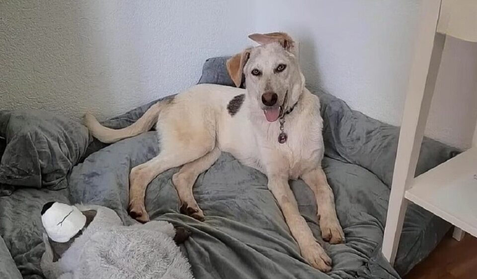 Injured Mama Dog Struggled To Help Her Babies Survive, But Then ...