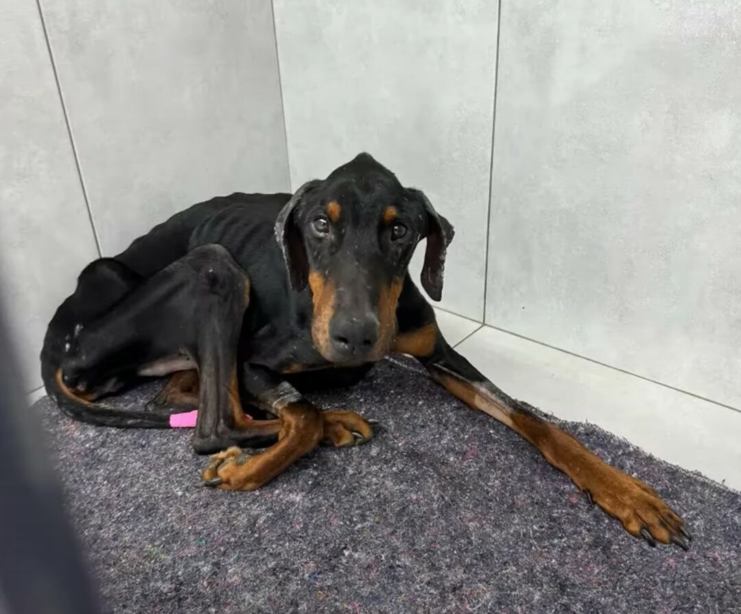 Sweet Doberman Who Was ‘As Skinny As A Skeleton’ Got Completely ...