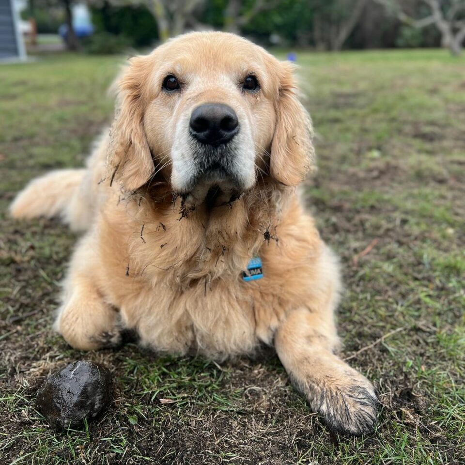 Golden Retriever Obsessed With Rocks Makes Use Of Them In The Sweetest ...