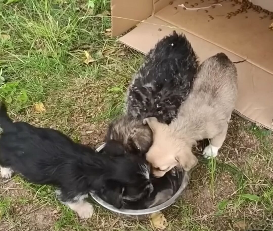 Puppies Dumped Out Of Moving Car Kept Looking Out For Each Other Until ...