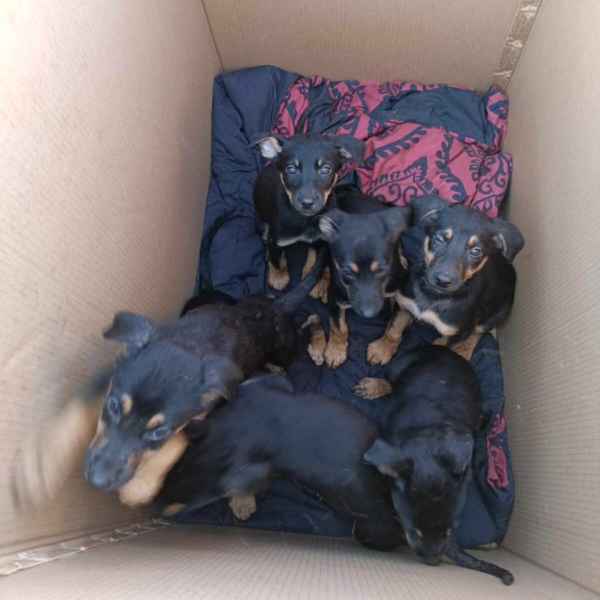 Washington Rescuers Noticed A Big Box On A Sidewalk Only To Make A ...