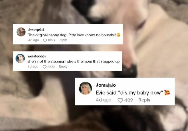 This Deaf Pittie Was So Happy To Meet An Orphaned Baby Goat His Owners ...