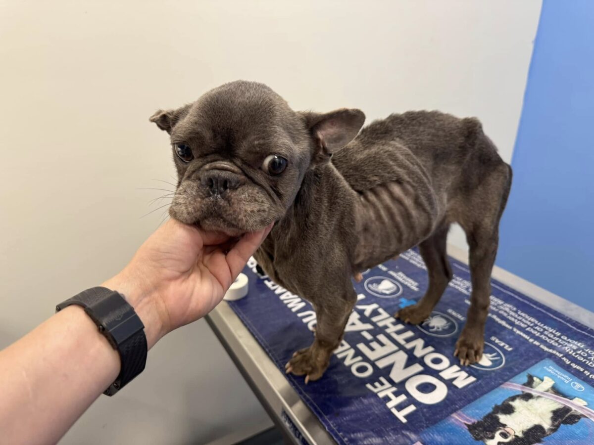 Frenchie Abandoned In Florida Park Faces Euthanasia As Shelter Has No ...