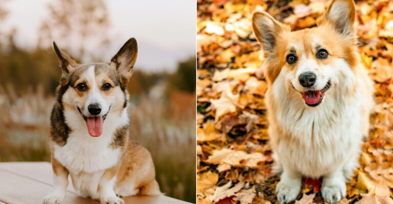 19 Corgi Colors And Markings That Add To Their Charm