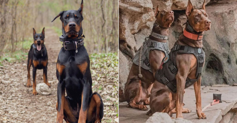 20 Doberman Color Variations That Highlight Their Sleek Elegance