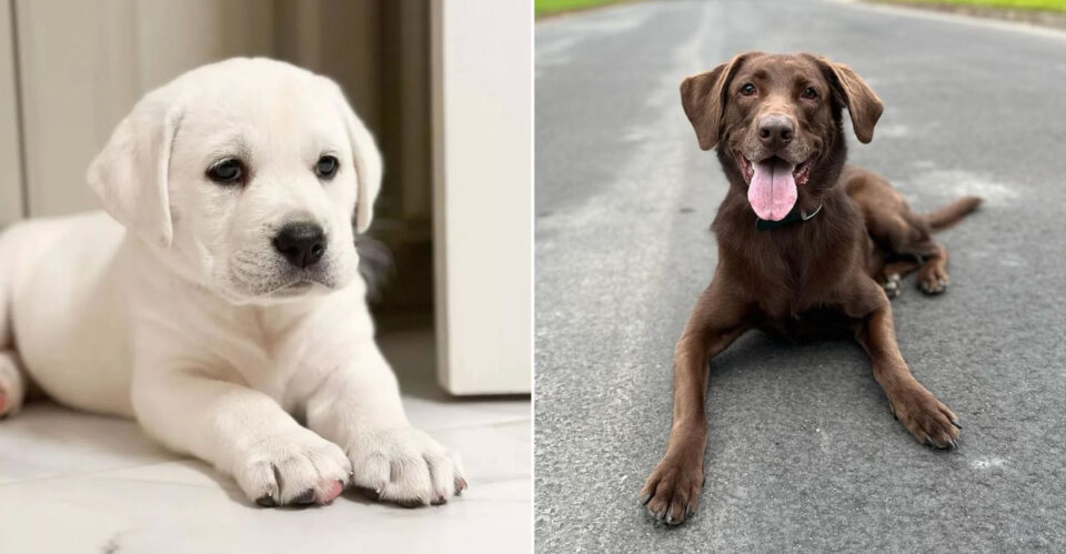 26 Labrador Retriever Colors And Markings That Will Melt Your Heart