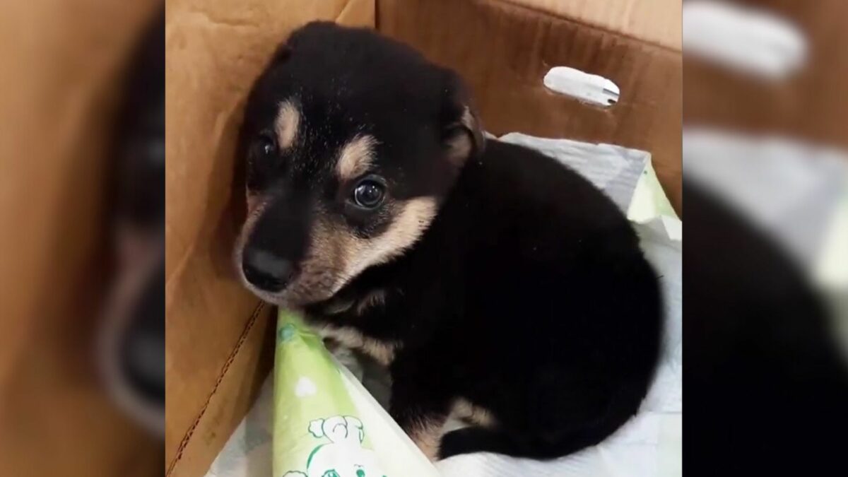 Sad Pup Who Was Confused By The Horrific Actions Of His Owner Got A ...