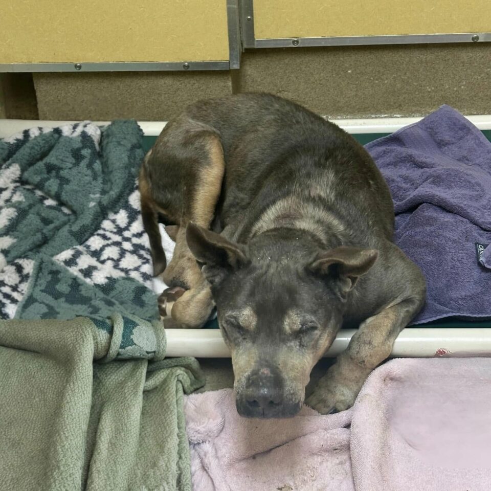 New Jersey Rescuers Discover A Dog Chained In Freezing Weather And Rush ...