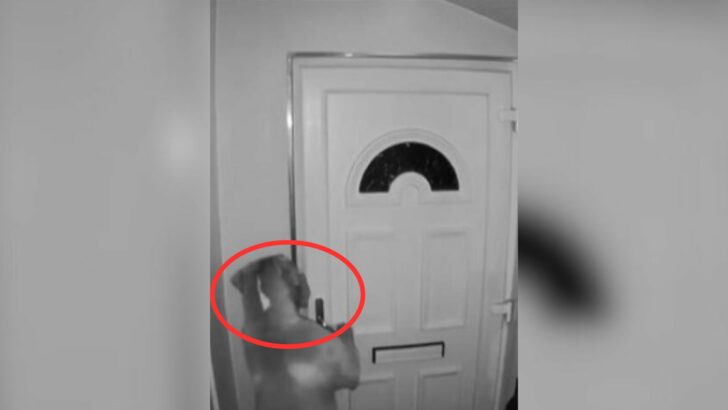 Woman Realized Someone Opened Her Front Door And Then A Security Camera ...