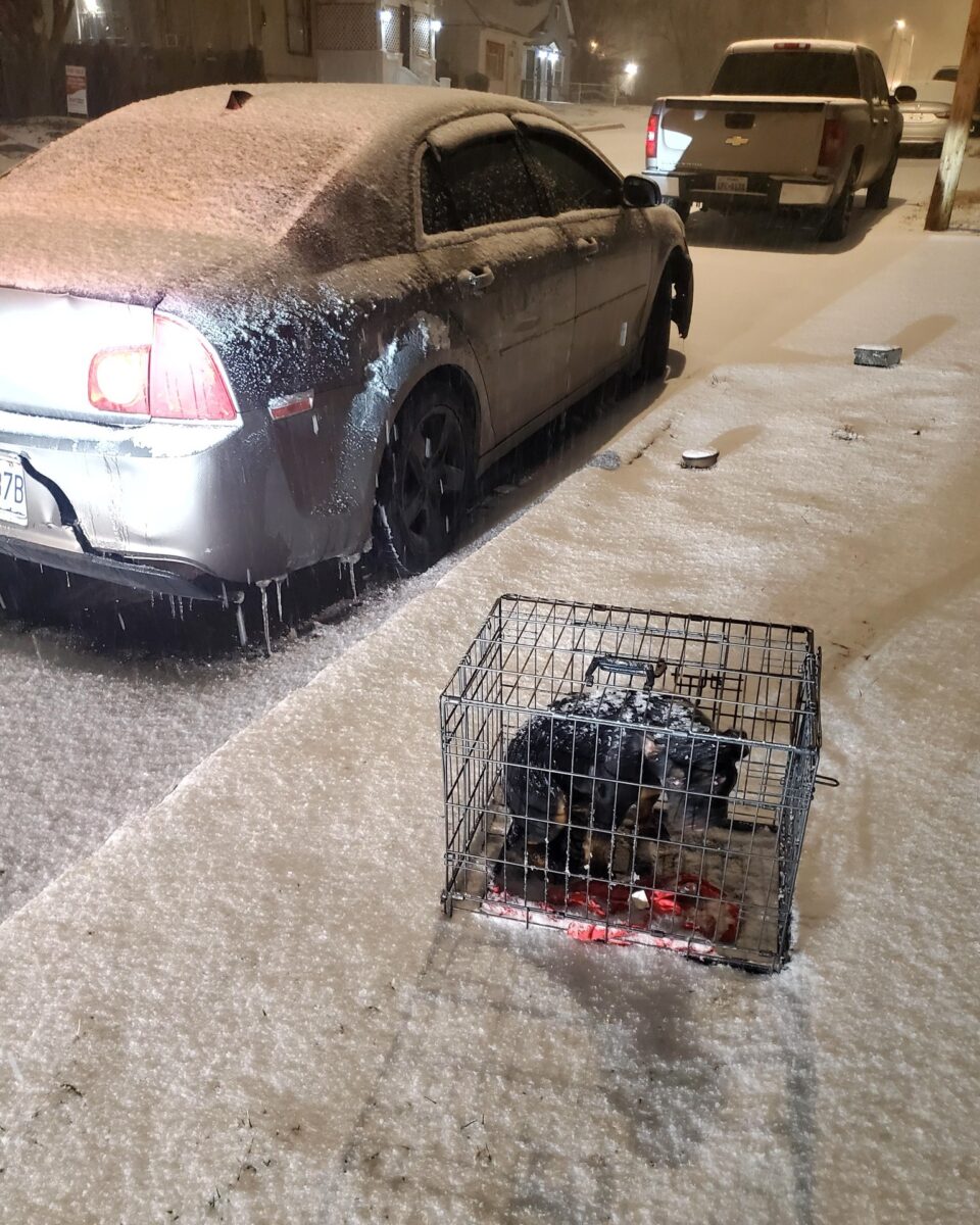 Kansas Rescuer Was Heartbroken After Realizing Someone Dumped A Pup In ...