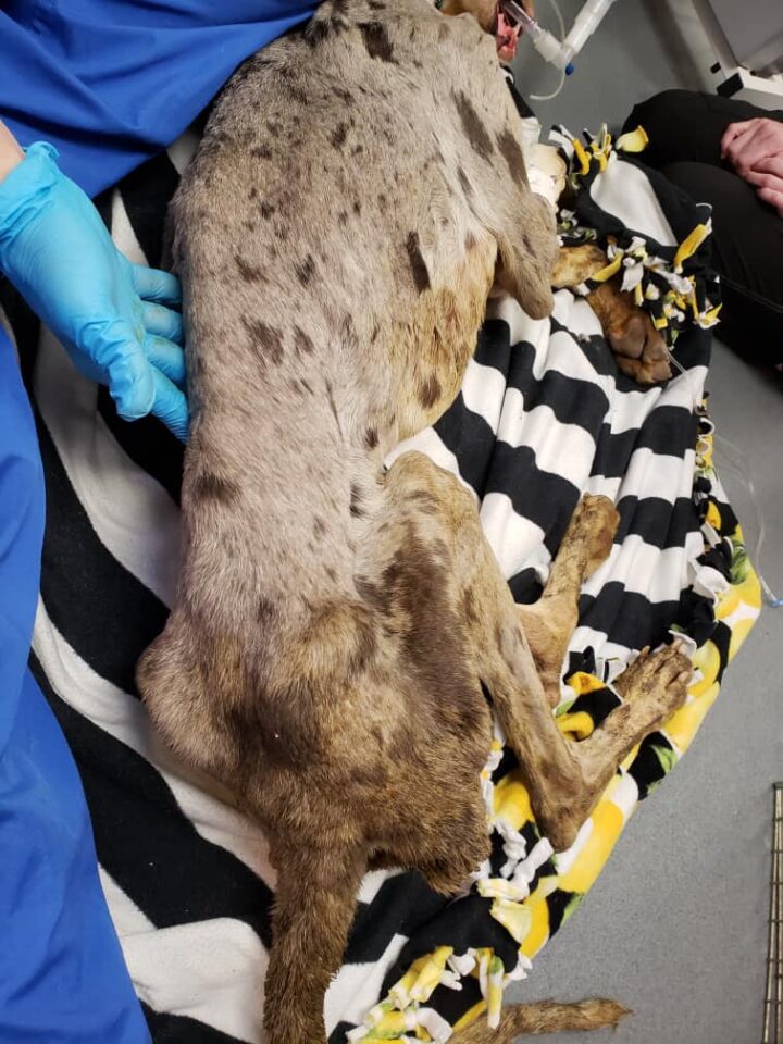 Severely Malnourished Great Dane Who Couldn't Climb Stairs Now Thrives ...