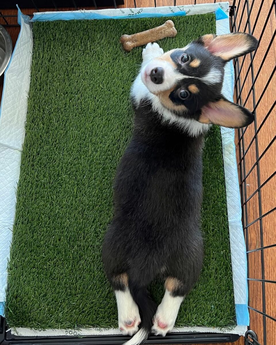 19 Corgi Colors And Markings That Add To Their Charm