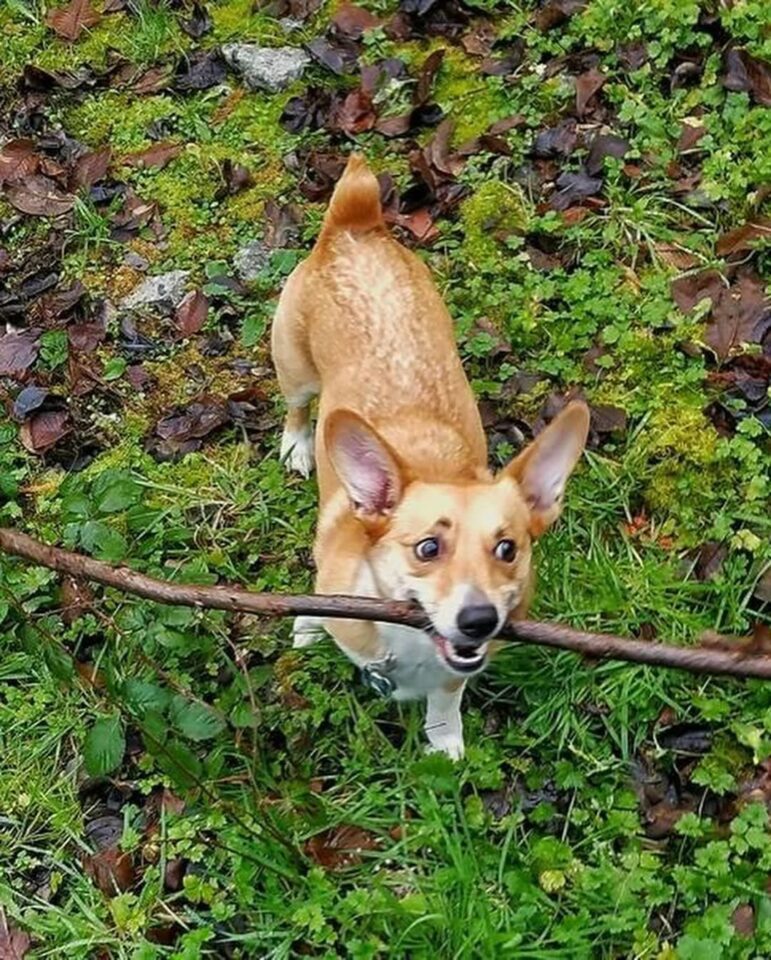 19 Corgi Colors And Markings That Add To Their Charm