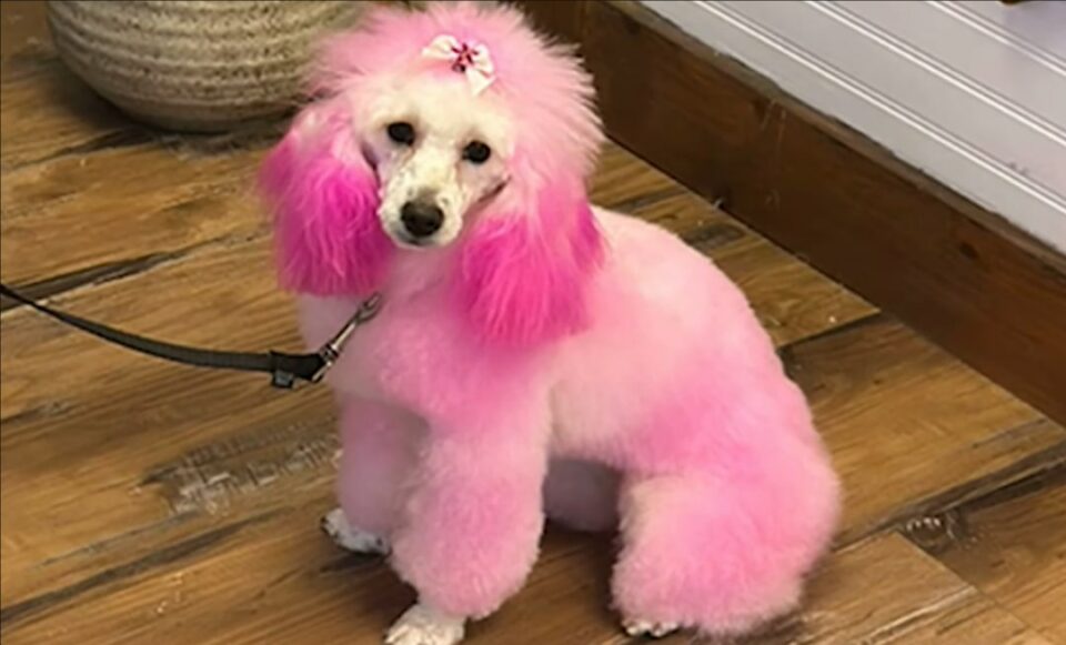 Tears Of Joy As New Jersey Rescuers Save Poodle Trapped In Freezing ...