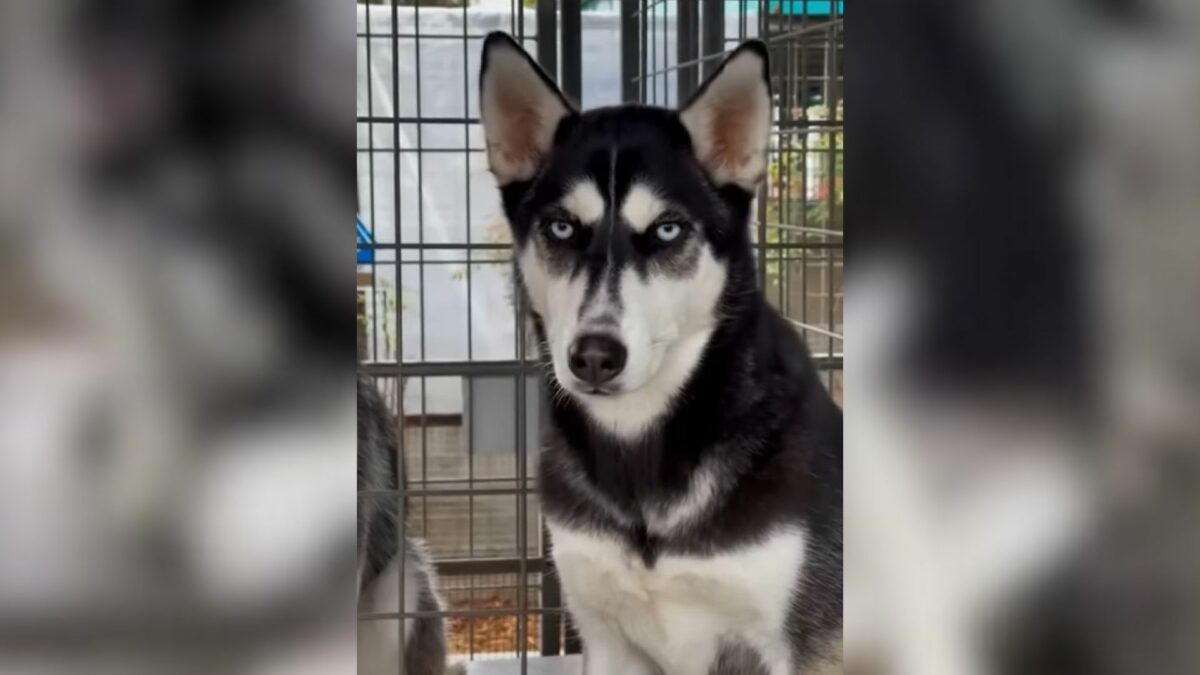 Sweet Pup Was Shaking Constantly After His Favorite Humans Surrendered ...