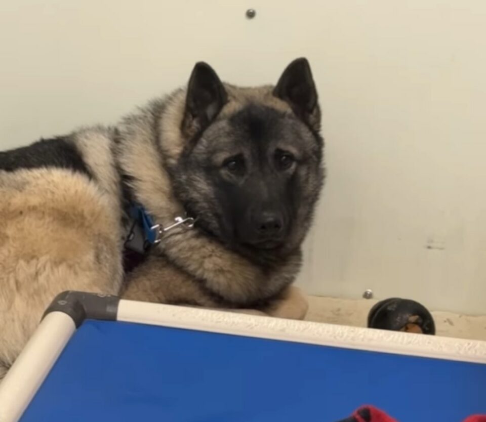 Giant Dog Frozen With Fear Shakes In The Back Of His Kennel In ...