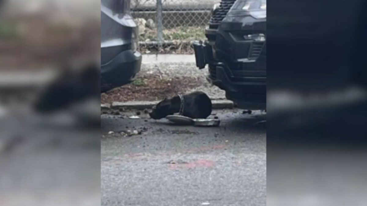 A Scared And Abandoned Pup Who Was Tied To A Pole In New York Finds The ...