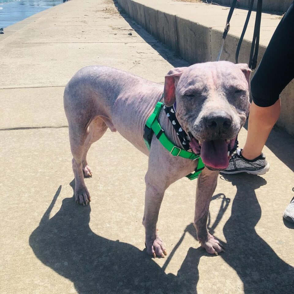 Abandoned Pit Bull With No Hair Shocked Illinois Rescuers With A ...